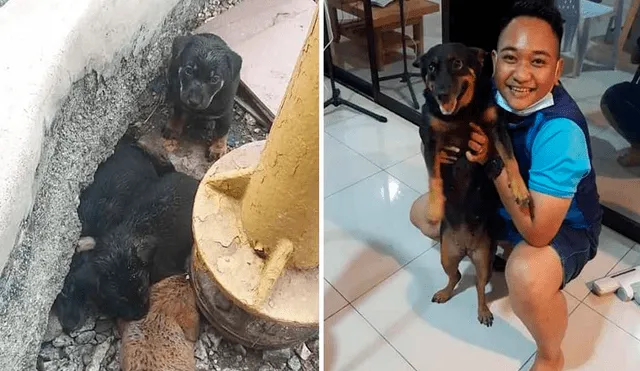 Facebook viral: Hombre rescata una perrita, a sus nueve cachorros y les ...