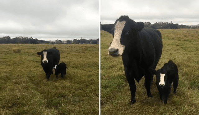 YouTube viral: vaca enternece las redes al ‘mostrar’ por primera vez a ...