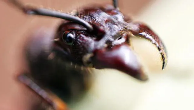 Isula, la hormiga gigante que habita en la selva de Cusco | Sociedad ...