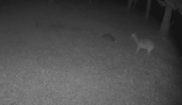 Facebook viral: oye extraños sonidos y descubre a mapache peleando con ...