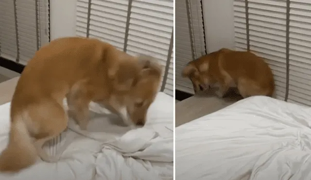 YouTube viral: perro vuelve a ver a su dueña y comienza a dar vueltas ...