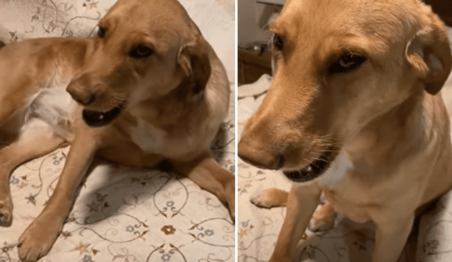 Facebook viral: perro tiene divertida reacción cuando su dueña lo ...