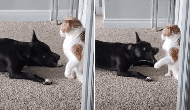 Facebook viral: perro tiene curiosa reacción al conocer a la nueva ...
