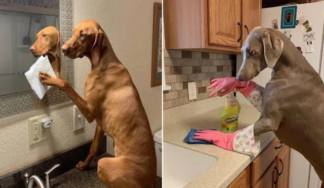 Facebook viral: mujer hace divertida sesión de fotos a sus perros ...