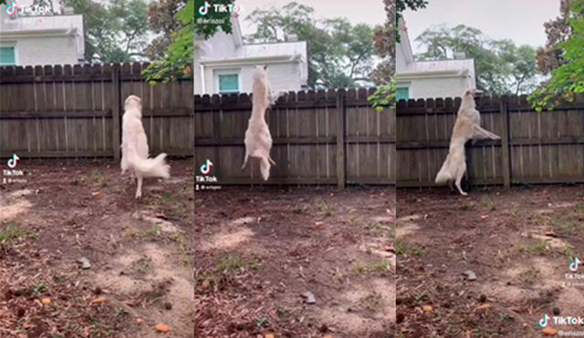 TikTok Viral: Encantador perro sorprende en las redes al ‘saludar’ a ...