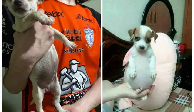 Twitter viral: ‘Perrito panzón’: ¿cuál es el origen de la mascota del ...