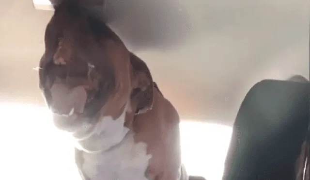 YouTube viral: conoce a Mo, el perrito que grita como los humanos ...
