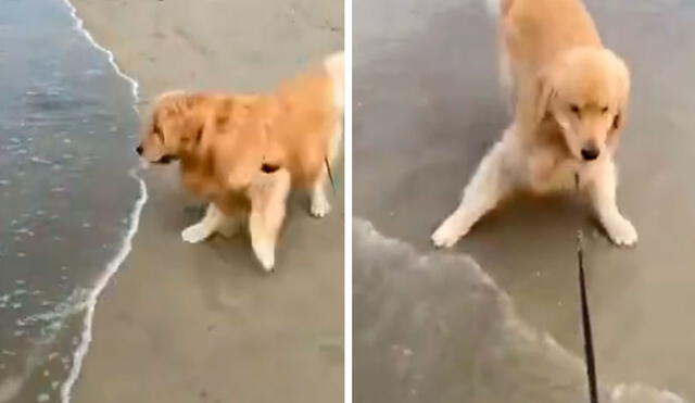 YouTube viral: lleva a su perro a la playa, pero este sale espantado ...