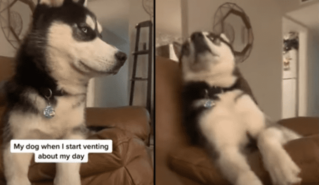YouTube viral: la divertida reacción de un perro al escuchar los ...