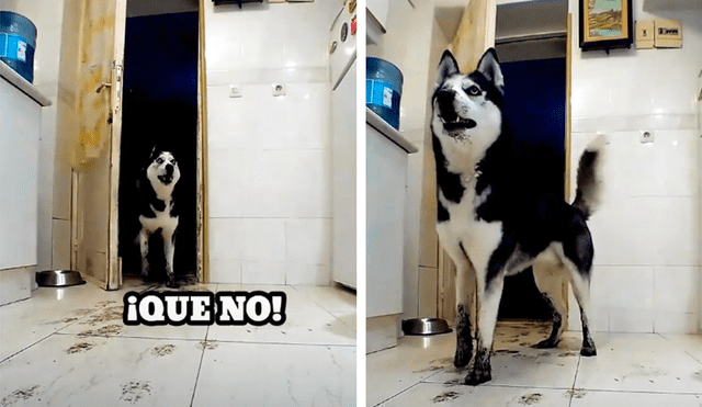 TikTok viral: la divertida reacción de un perro cuando su dueño lo ...