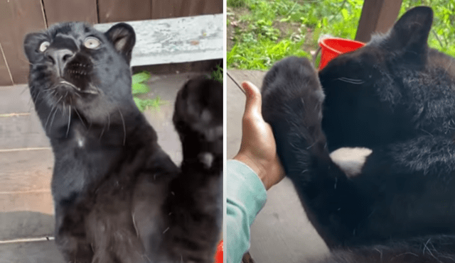 YouTube viral: mujer ingresa a santuario de pantera y se acerca al ...