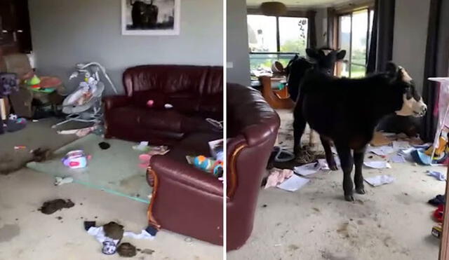 YouTube viral: mujer regresa a casa y descubre que dos vacas ...