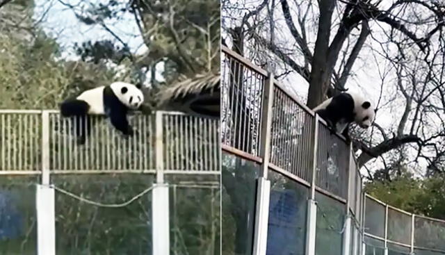 YouTube viral: travieso panda se escapa de su recinto y visitantes ...