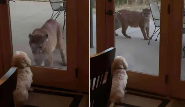 YouTube viral: perrito tuvo particular encuentro con puma que irrumpió ...