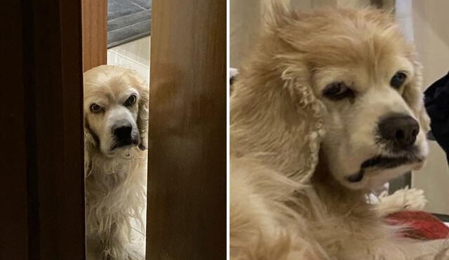 Facebook viral: joven muestra la cara de ‘enojado’ de su perro y can se ...