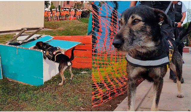 Bryan Coco, el perrito que fue arrojado de un auto se convirtió en ...