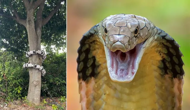El robot serpiente existe: puede escalar árboles, paredes y explorar ...