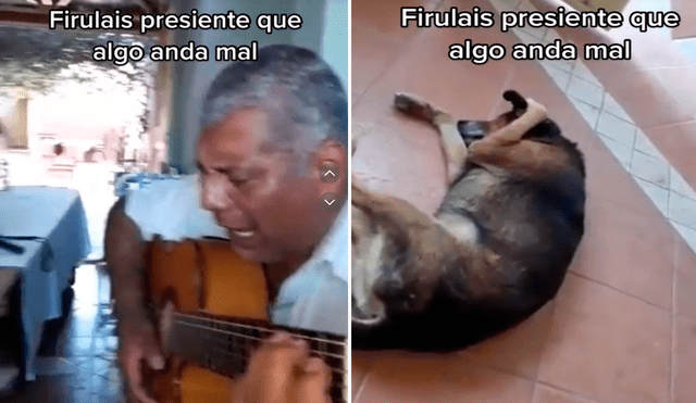 TikTok viral | “El más sincero”: perrito se tapa las orejas para no ...