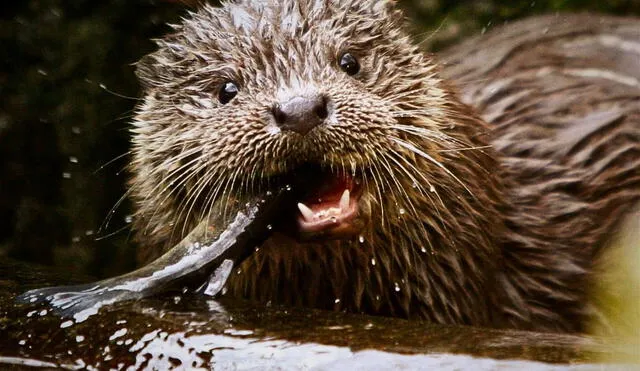 Mujer es atacada por nutria en río de Estados Unidos y termina con rostro desfigurado: "Tengo ...