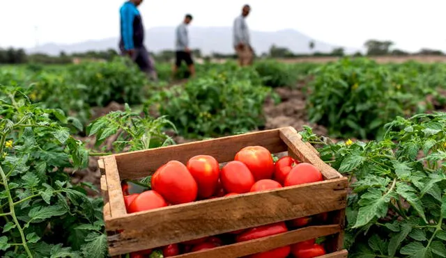 Plagas en cultivos de tomate y pimiento ocasionarían pérdidas por US$8 ...