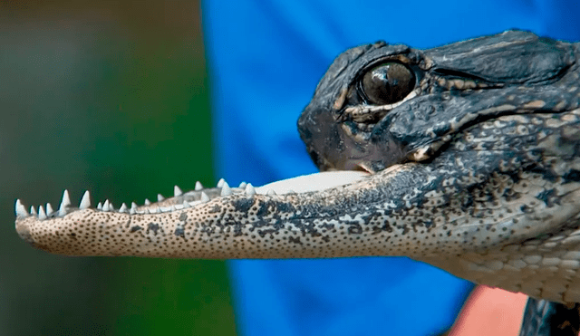 Caimán sobrevive al corte de su mandíbula y ahora es la ‘estrella’ de ...