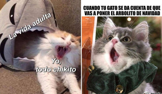 Que Gato Memes El Divertido Gato Bizco Que Dice Haaa