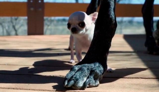 TikTok viral | El perro más grande del mundo conoce al can más pequeño ...