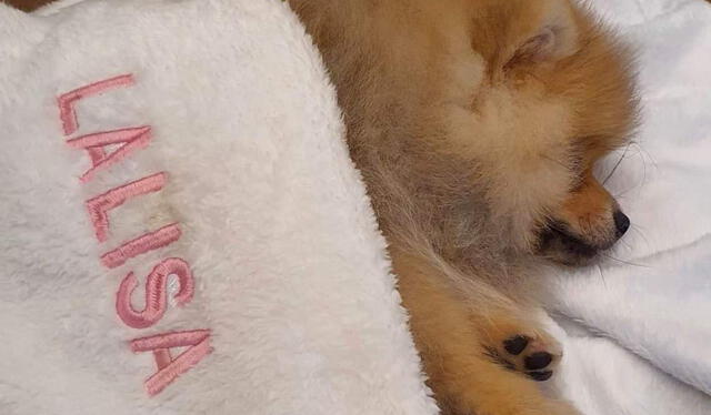 Lisa de BLACKPINK, solo debut: todas sus actividades y horarios antes ...