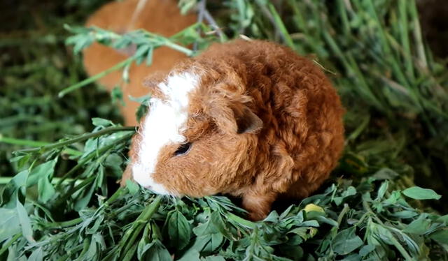 TikToker en Cajamarca revela que cuy cuesta S/400 y peruanos reaccionan ...