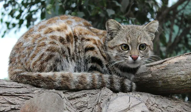 Así luce el gato andino, el michi peruano con su propia moneda y que ...