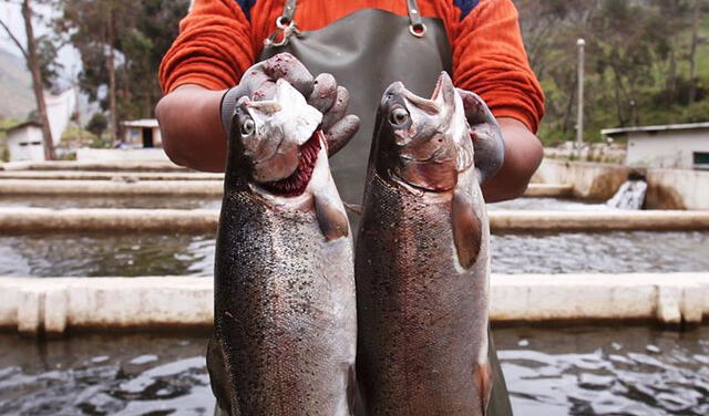 La trucha será el insumo estrella en competencia gastronómica de la ...