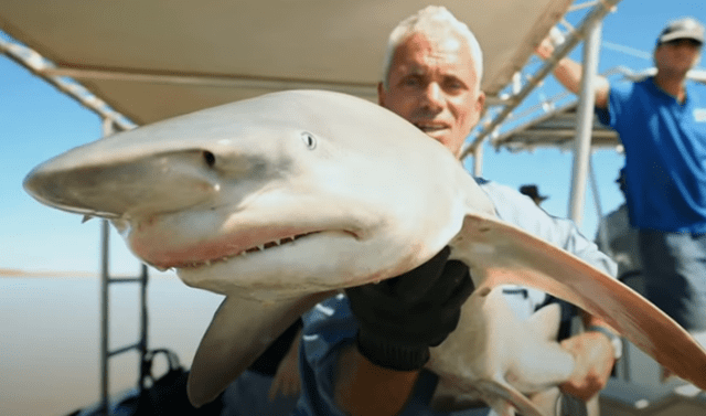 YouTube viral: pescador atrapa a uno de los tiburones mas raros del ...