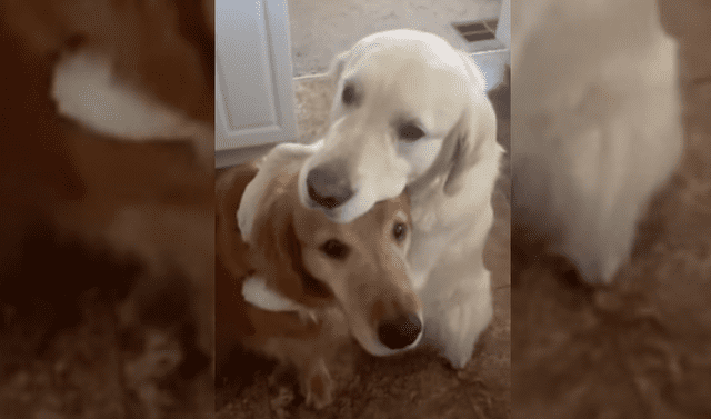 Facebook viral: Perro es regañado por robar la comida de su compañero y ...