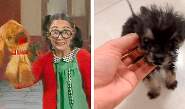 Facebook viral: joven canta “Peluchín” de la Chilindrina para su ...