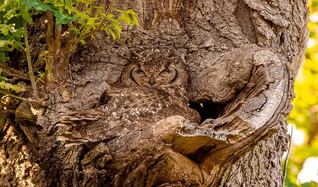 Facebook viral: Búho sorprende con perfecto camuflaje para proteger a ...