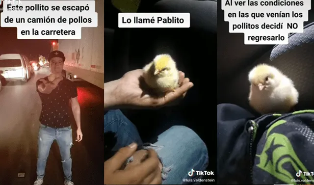 TikTok viral: joven salva pollito que cayó de camión en plena carretera ...