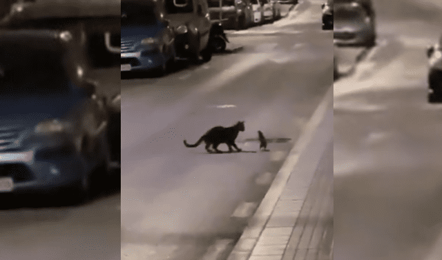 Facebook viral: rata le hace frente a gato callejero que iba a cazarlo ...