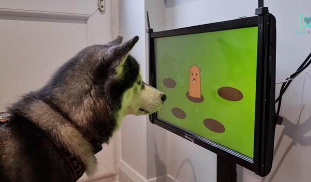 Perros gamers: crean videojuego que los entretiene y que permite ...