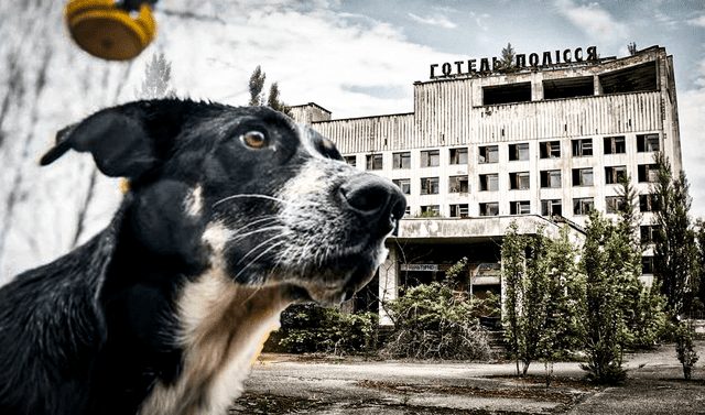 Accidente de Chernobyl: ¿qué pasó con las mascotas de las víctimas y quiénes pueden cuidarlos ...