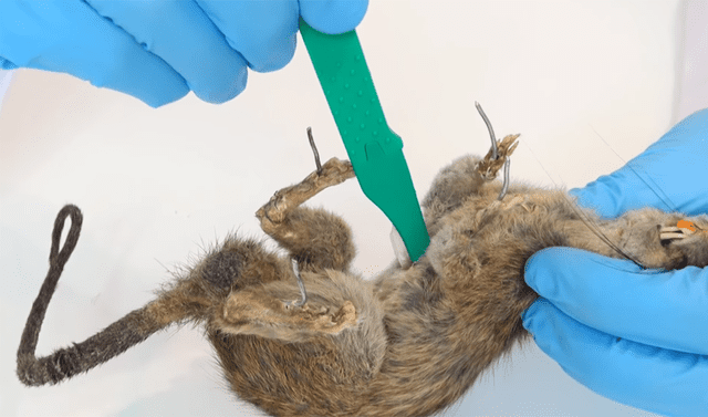 YouTube Viral: abre por la mitad a una rata y encuentra algo insólito ...