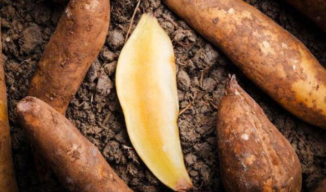 Yacón: ¿Es el superalimento del Perú que controla diabetes? | Salud ...