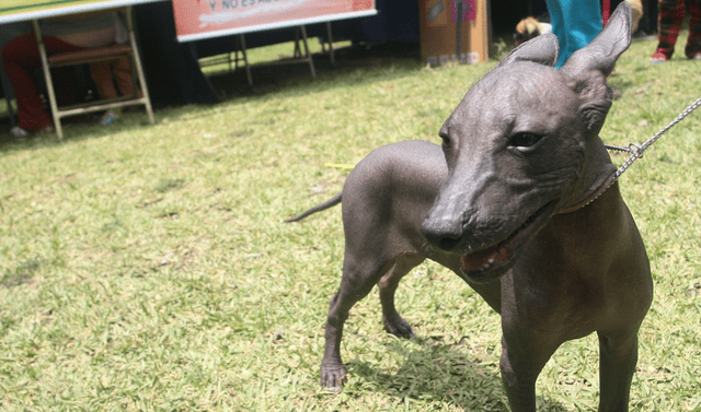 Perro sin pelo del Perú: la historia de cómo el Viringo se convirtió en ...