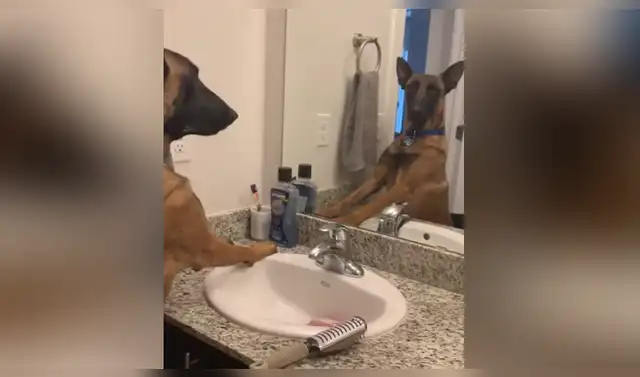YouTube viral: Perro ve su reflejo en el espejo por primera vez, no se ...