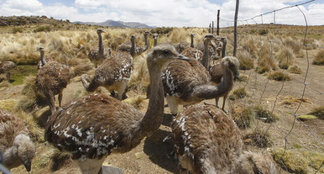 Suri, el ave macho que asume el rol de madre lrsd | Sociedad | La República