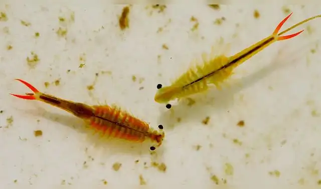 China | Animales: camarones hada de origen más antiguo que los ...