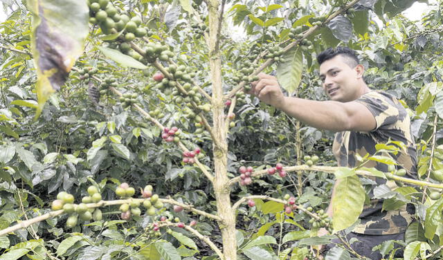 Café cusqueño es premiado por su calidad a nivel internacional cusco ...