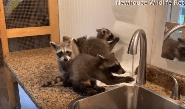 TikTok viral: mapaches se lavan las manos en grifo de una casa y causan ...