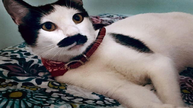 Facebook viral: adorable gato con bigote es comparado con Hitler y se ...