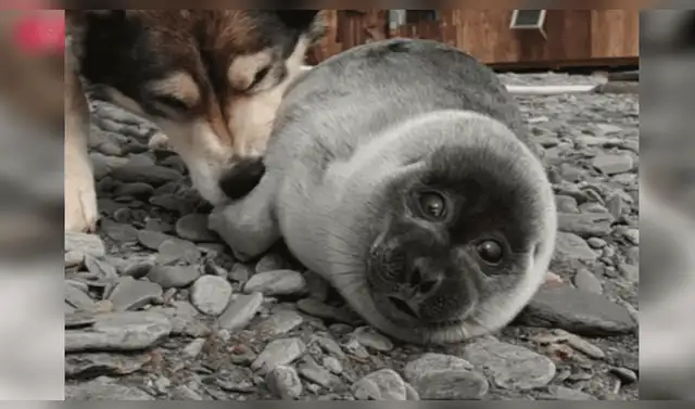 Facebook viral: perro ayuda a salvar la vida de una foca baikal y la ...