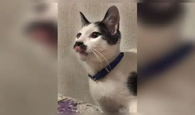 Facebook viral: adorable gato con bigote es comparado con Hitler y se ...